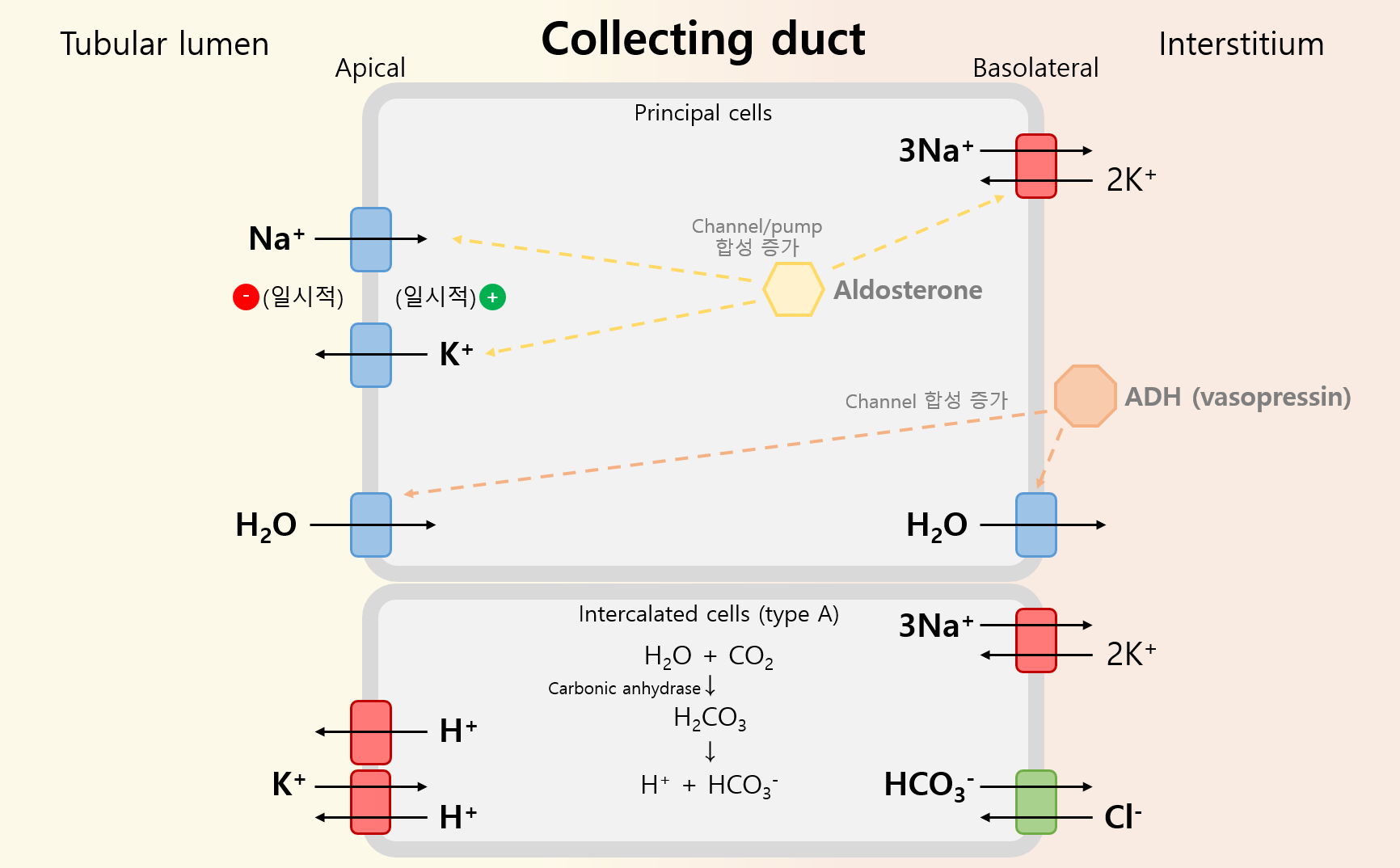 신장 | 수분 및 전해질 대사 장애 | 칼륨 이상 | 알렌의 서재