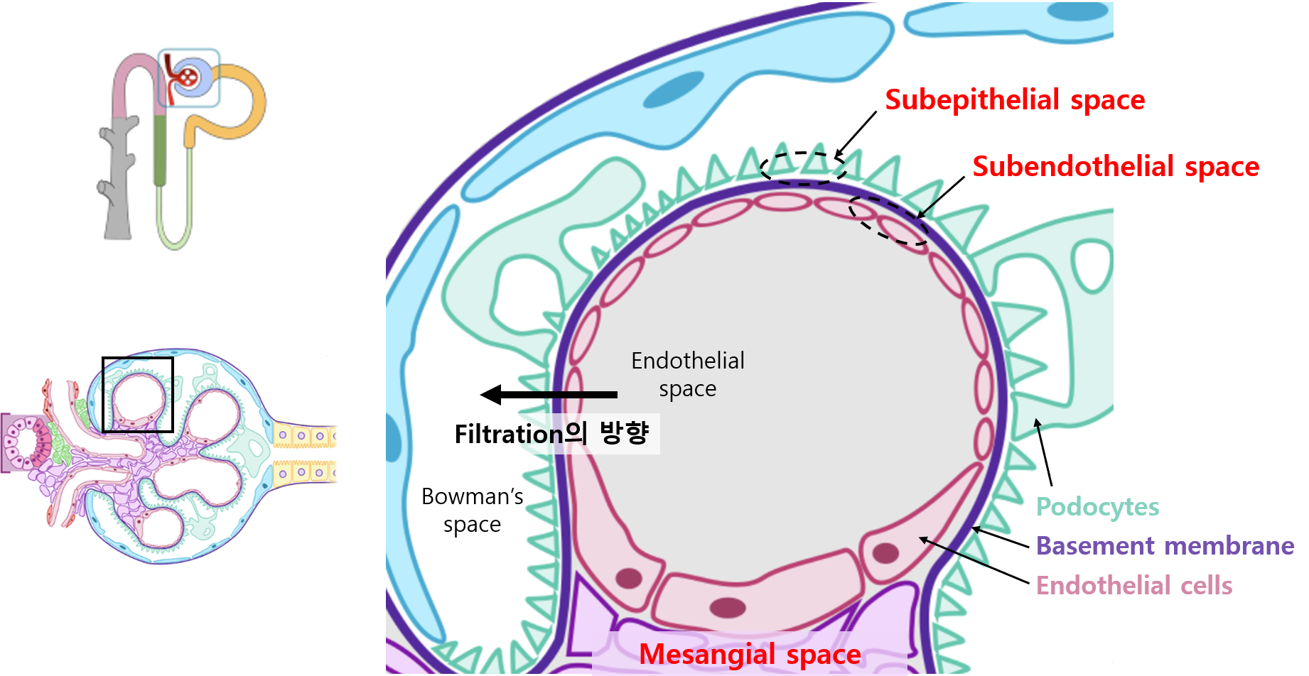 신장 | 콩팥토리 질환 | 급성 신염증후군 | 알렌의 서재