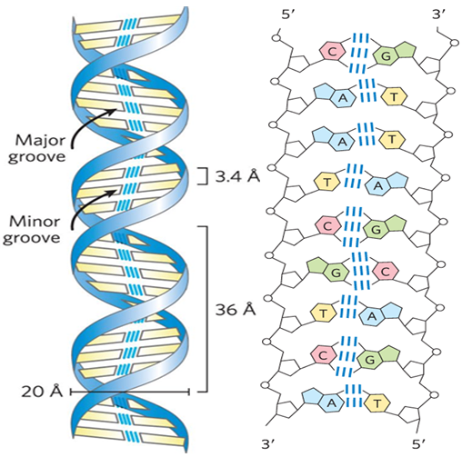 기종평 생화학 | 핵산 및 유전자 | 핵산의 구조 | 알렌의 서재